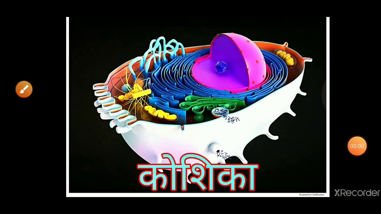कोशिका की संरचना एवं कार्य Cell structure and functions, koshika ki ...