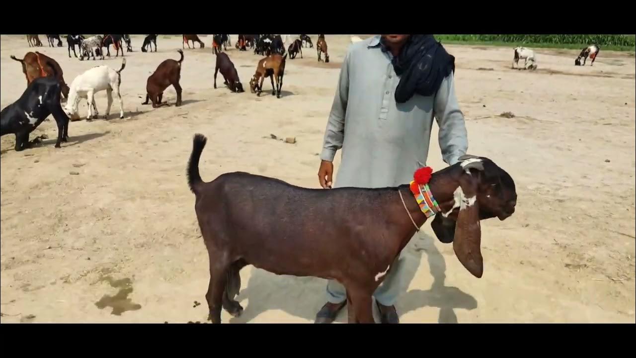 Amritsari beetal goats !Beetal goat for sale2024. - YouTube