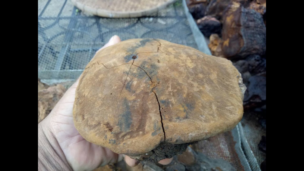 ถามมาตอบไป เห็ดพิมาน Phellinus rimosus-Phellinus Mushroom - YouTube