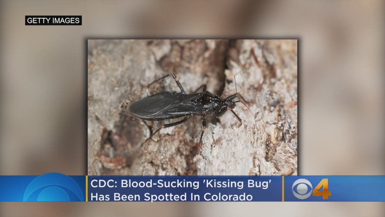 Blood-Sucking ‘Kissing Bug’ Spotted In Colorado, CDC Warns - YouTube