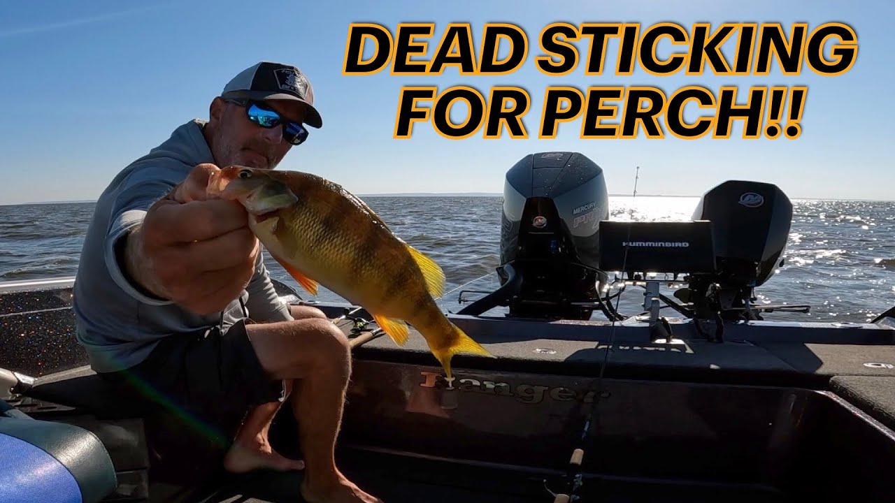 DEAD STICKING FOR PERCH!! #perchfishing #yellowperch - YouTube