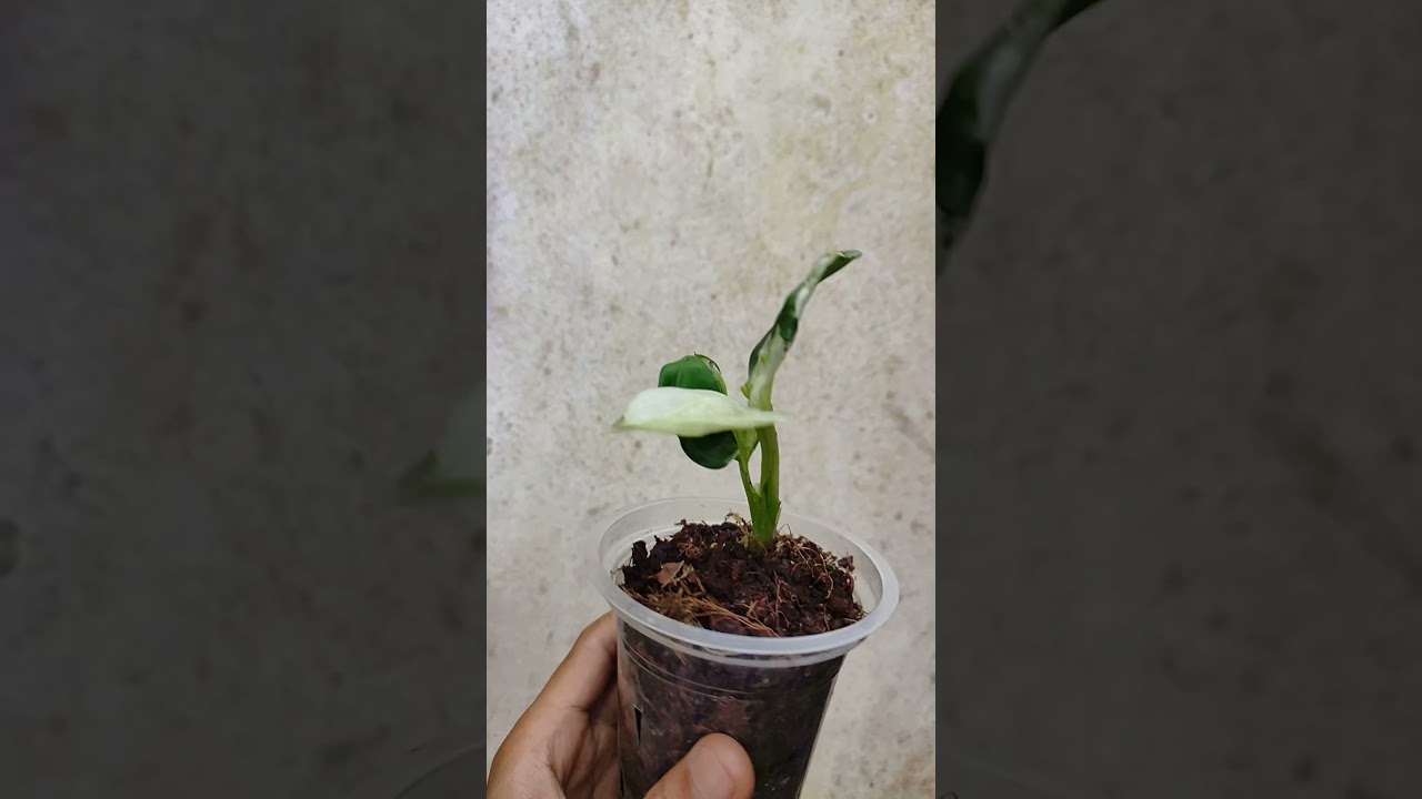 Scindapsus Perakensis Variegata | Exotic Plants Borneo - YouTube