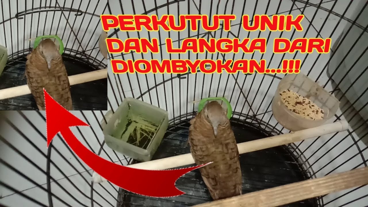 Perkutut Unik dan Langka dari Ombyokkan - YouTube