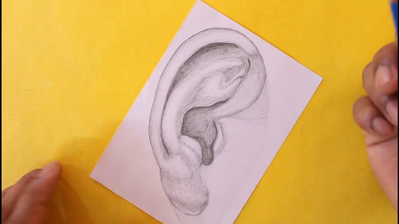 How to Draw Realistic Ear for beginners - YouTube