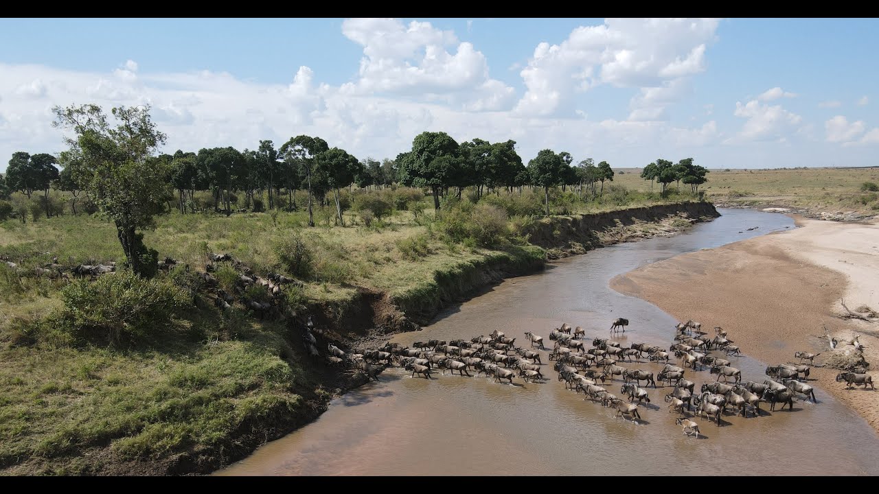 Tanzania North Serengeti Gnu crossing - YouTube
