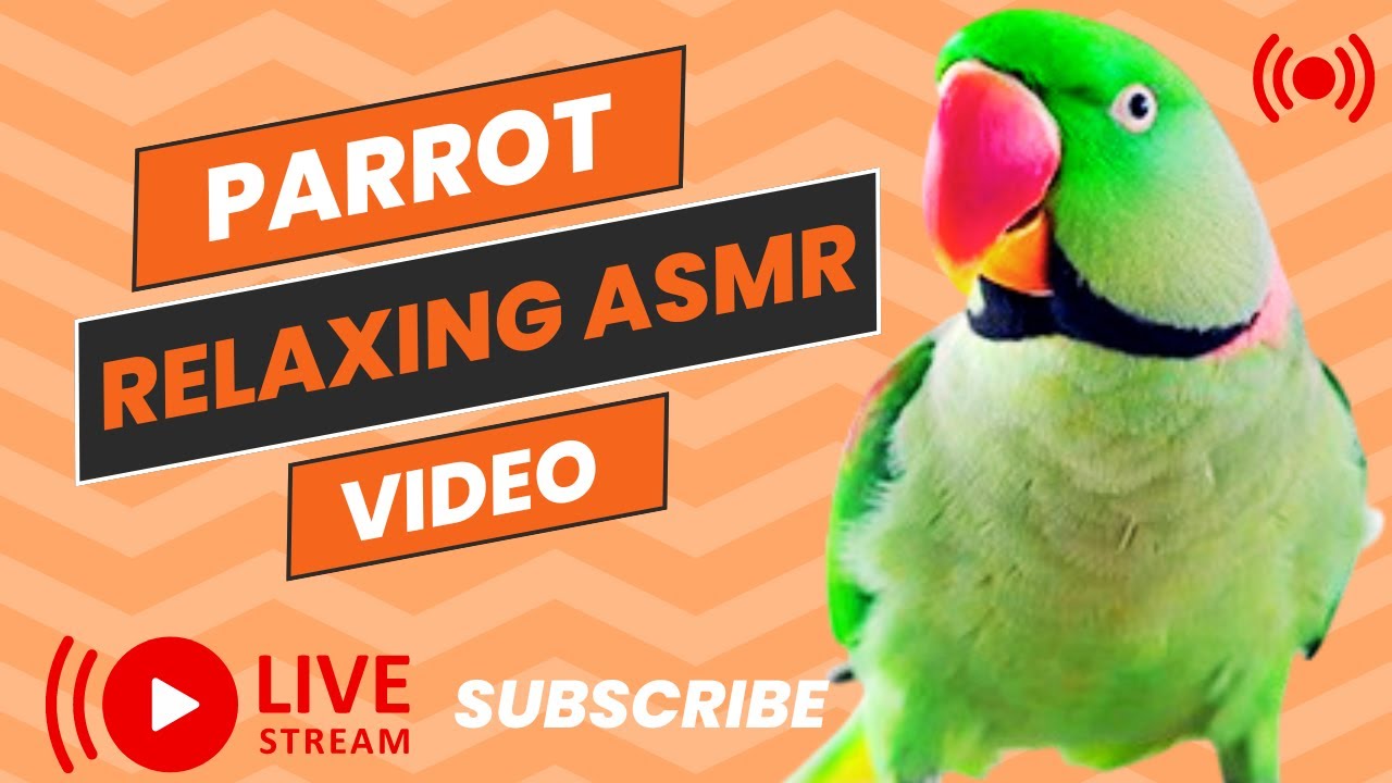 Calm Ringneck Parrot Chirps – Soothing ASMR for Relaxation - YouTube