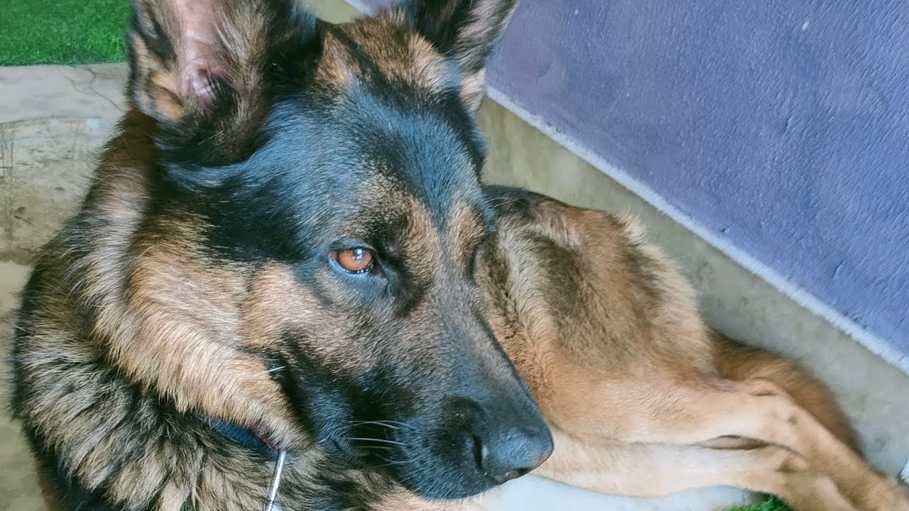 Snoopy The German shepherd 😍#viral #dog #copyrightfree - YouTube