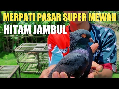 REVIEW MERPATI HITAM JAMBUL YANG BELI DI PASAR - YouTube