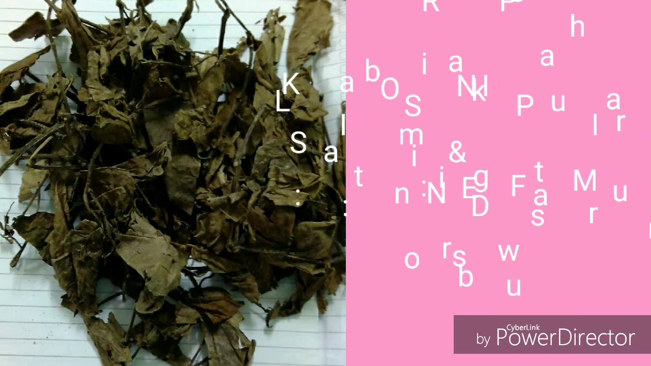 Simplisia Folium XI Farmasi - YouTube