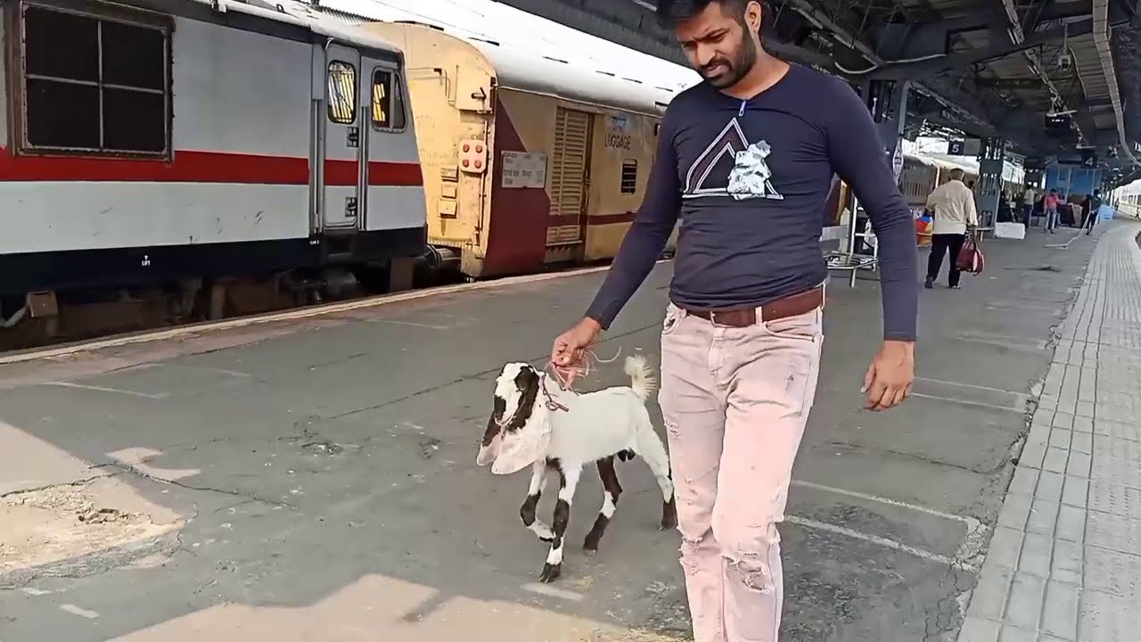 goat transport shuru ho chuka hai Sonu and Abdullah bhai transporters ...