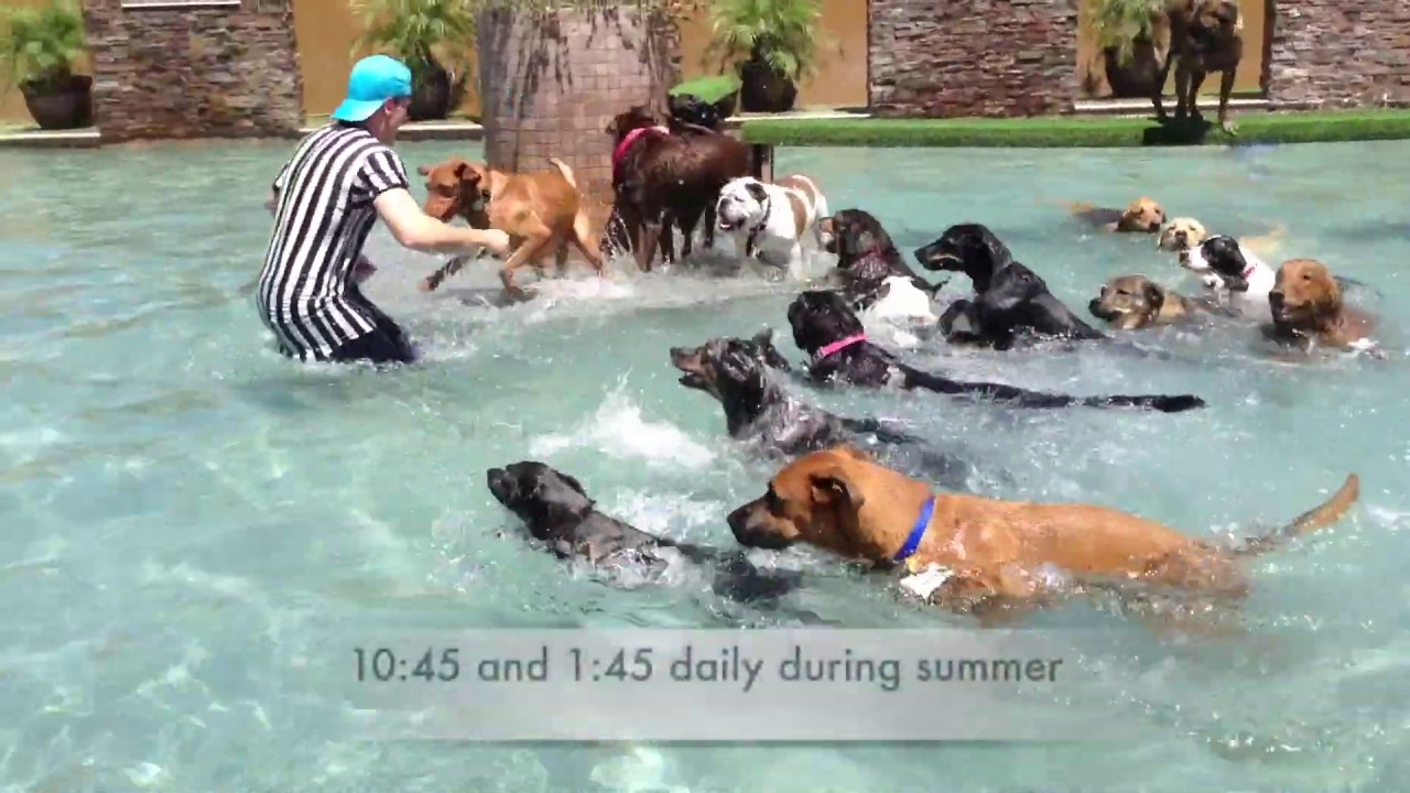 SHORT VERSION of our lobby video: Big dog boarding & daycare at the ...
