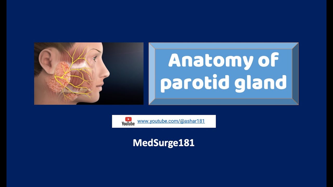 anatomy of parotid gland - blood supply - nerve supply - YouTube