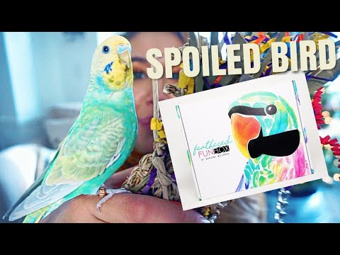 DECEMBER FEATHERED FUN BOX UNBOXING SPOILED BUDGIE - YouTube