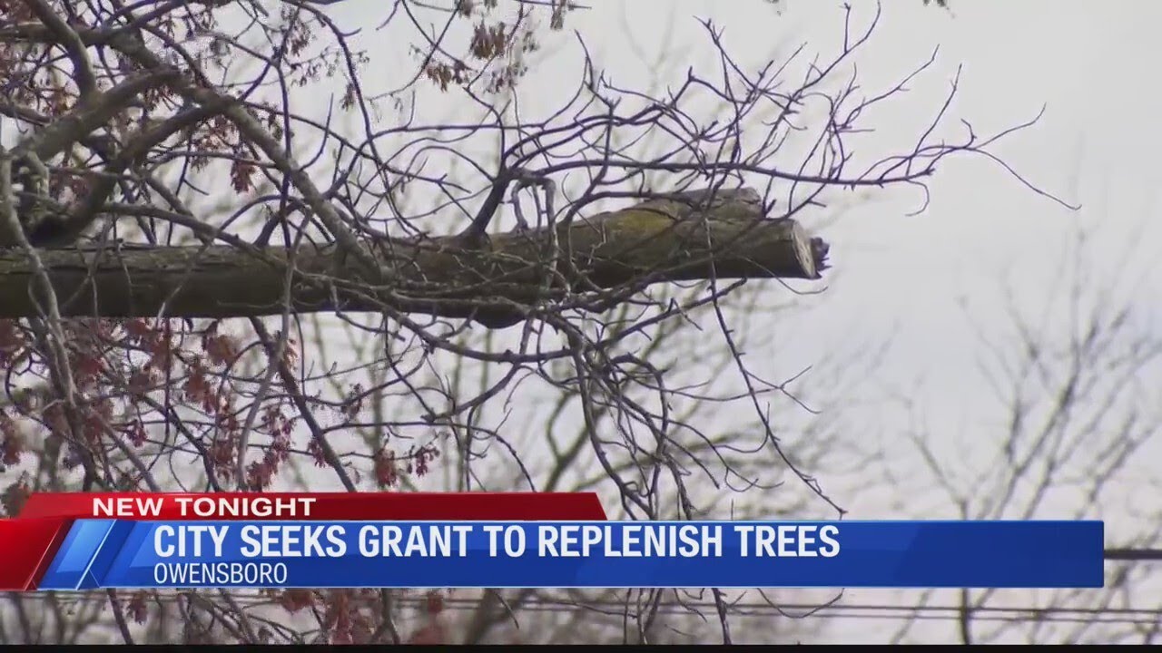 Owensboro to Seek Grant to Replenish Trees - YouTube