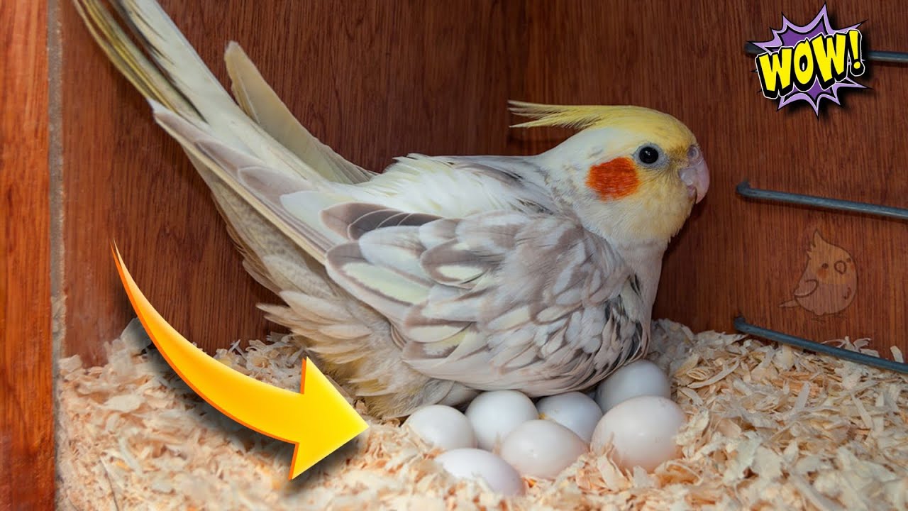 How to Breed Cockatiels: A Step-by-Step Guide - YouTube