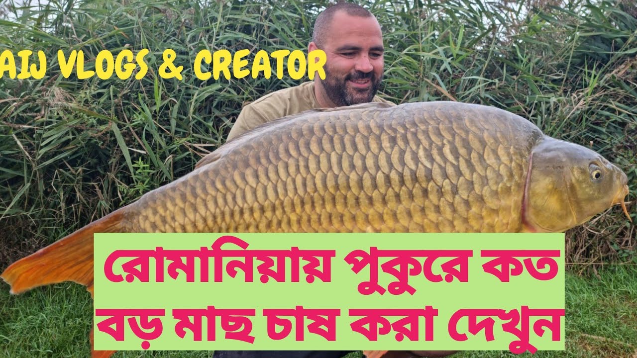 রোমানিয়ায় পুকুরে বড় মাছ চাষ করা, How many big fish are cultivated in ...