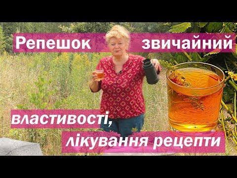 🌿Лікувальні властивості репешка звичайного, лікування рецепти