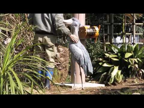 Shoebill being pet - YouTube
