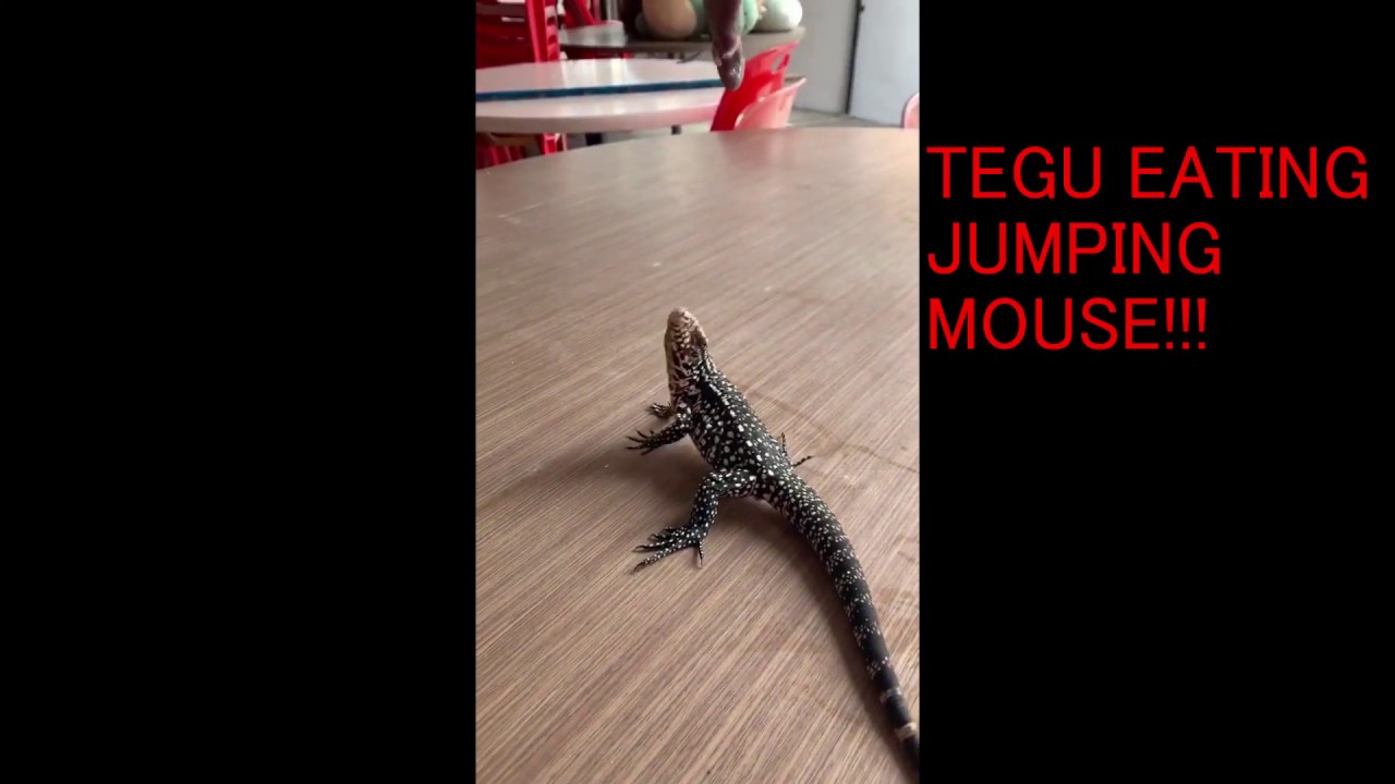 Lizard Eats Mouse Jumping!!! - YouTube
