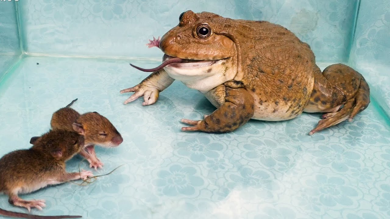OMG! Asian Giant Bullfrog Eating Mouse | Warning Live Feeding - YouTube