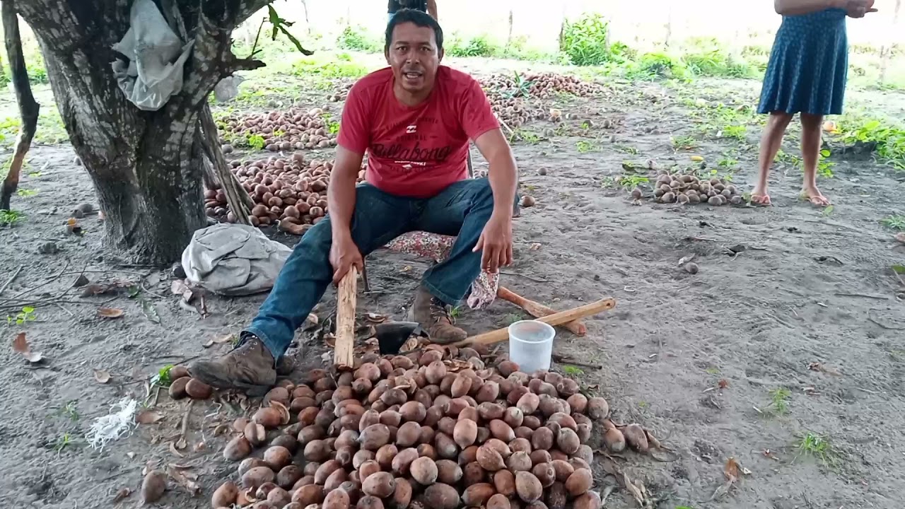 quebrando o coco babaçu - YouTube