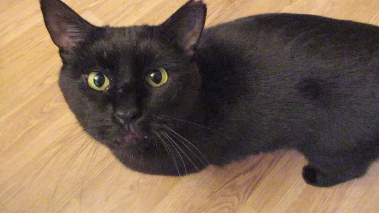 Boo Year 2 # 30 - Weekly Weigh In, Ditto, The Cats Play With A Unicorn ...