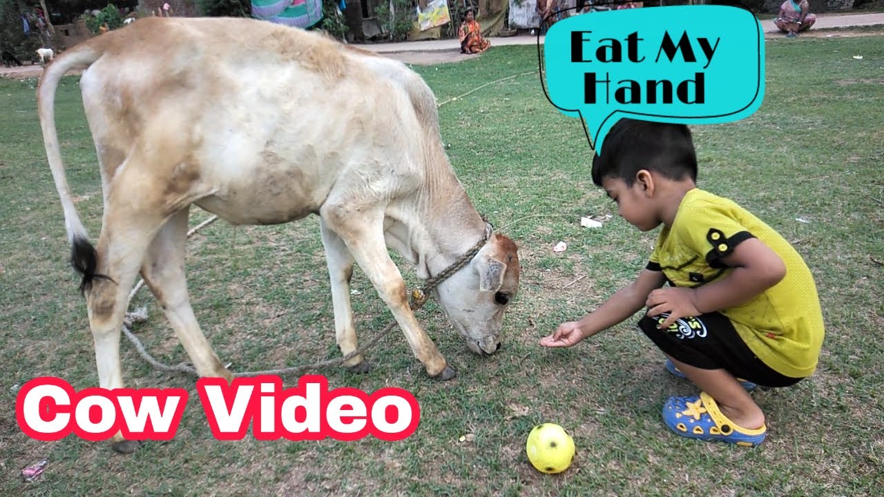 Cow Video with Aditya Nana | Cow Video | Kids Video | Baby Cow Video ...