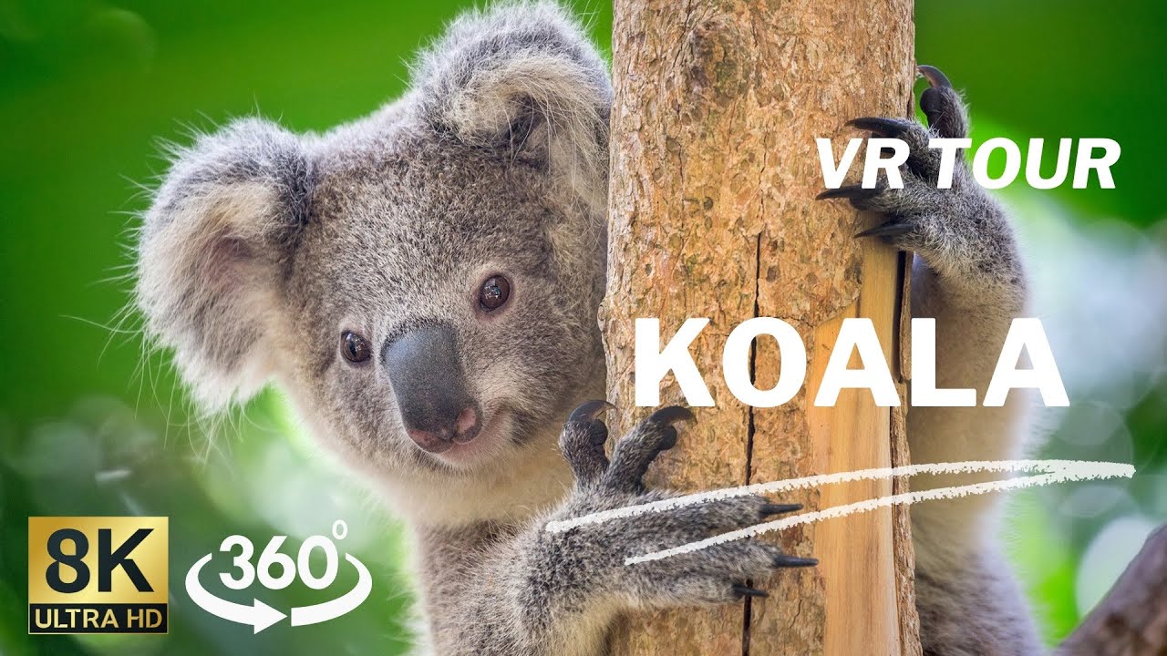 【360°VR】KOALA AUSTRALIA - Virtual Nature Relaxation 8K Video - YouTube