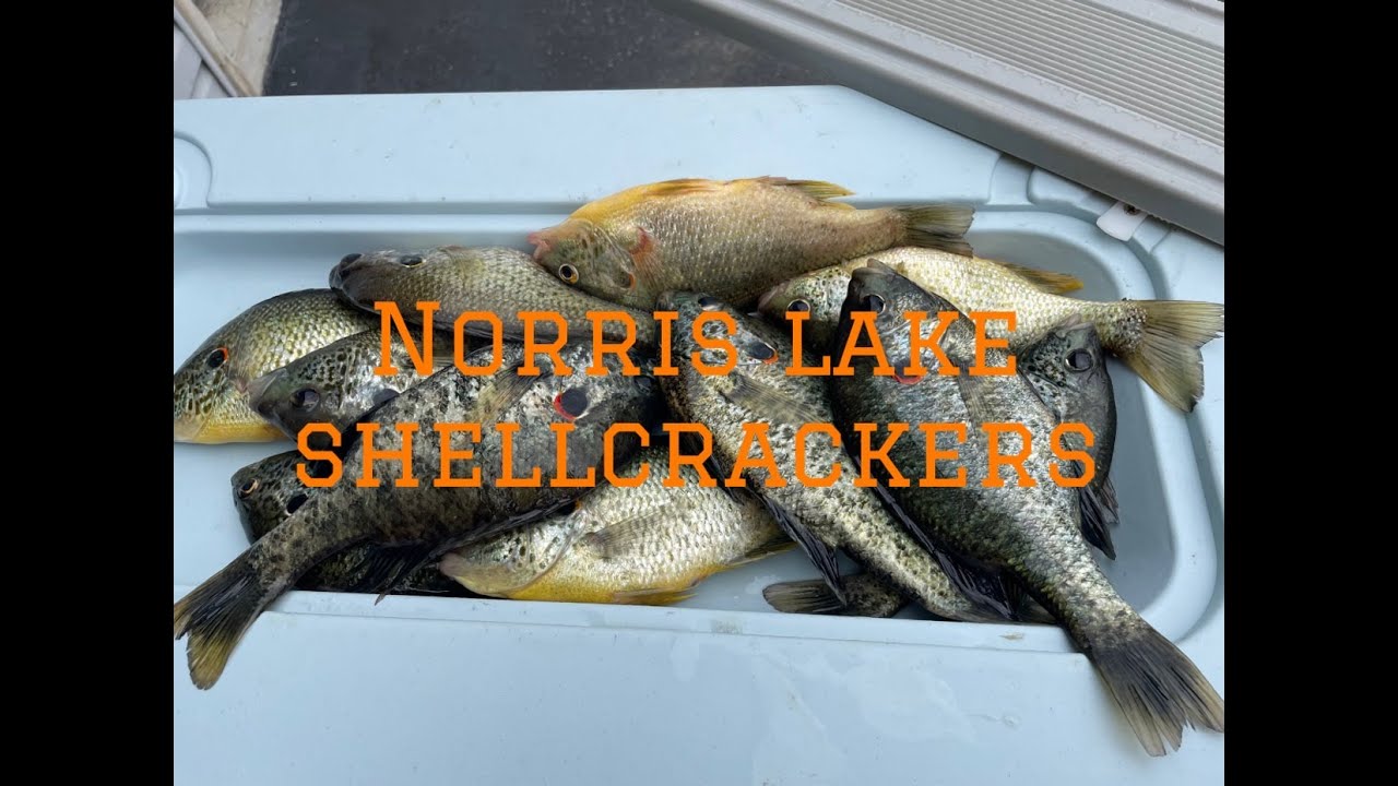 Norris Lake Shellcrackers - YouTube