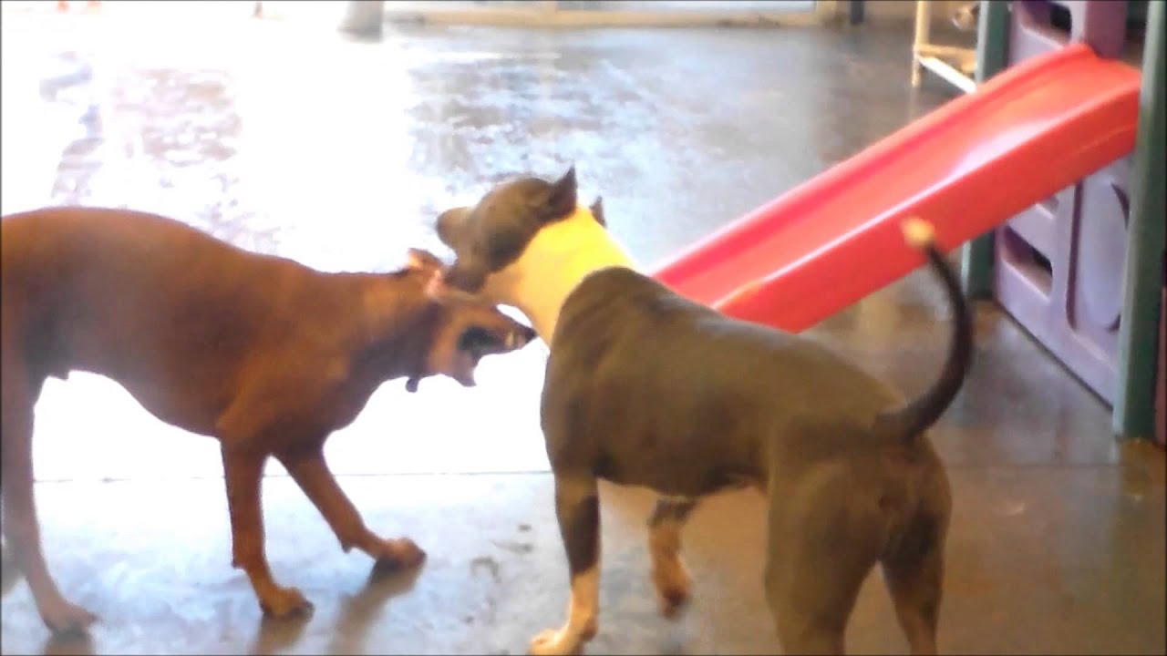 Gilbert Dogs Daycare 10-5-14 - YouTube