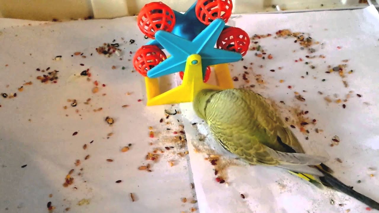 Cookie the Baby Parakeet is partially paralyzed? - YouTube