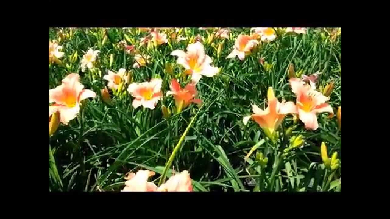 Best Perennials, Hemerocallis Judith (Daylily) - YouTube