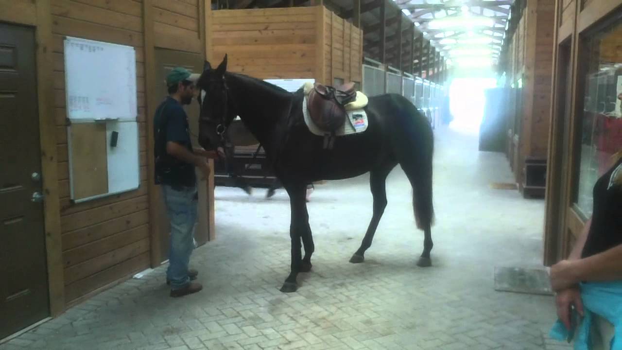 Cordelia - Training / Pine Hollow Equestrian Center - YouTube
