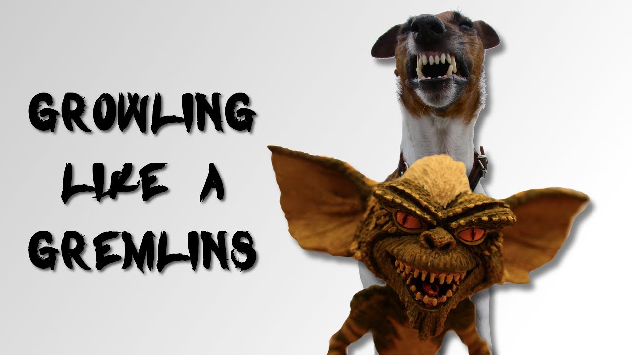 Dog Growling like a Gremlins - High Quality Sound effect - YouTube