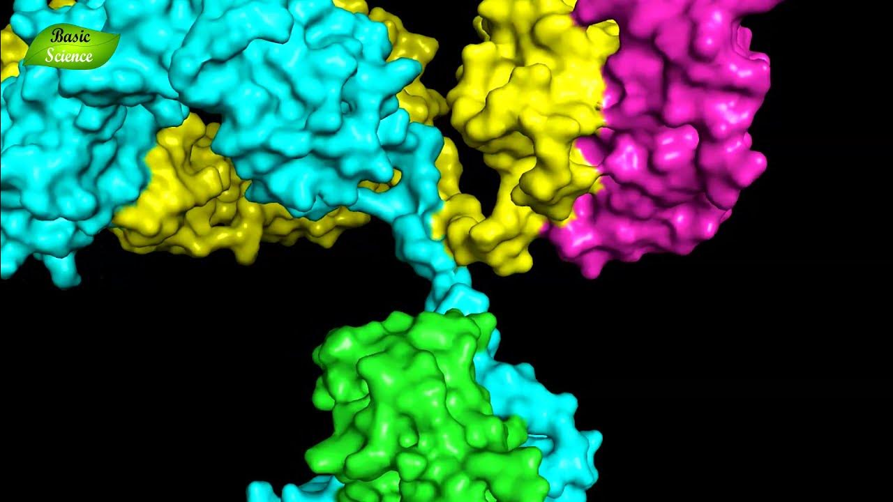 Antibody 3D Movie | Immune System | PyMOL Movie Protein Data Bank | Basic Science Series - YouTube