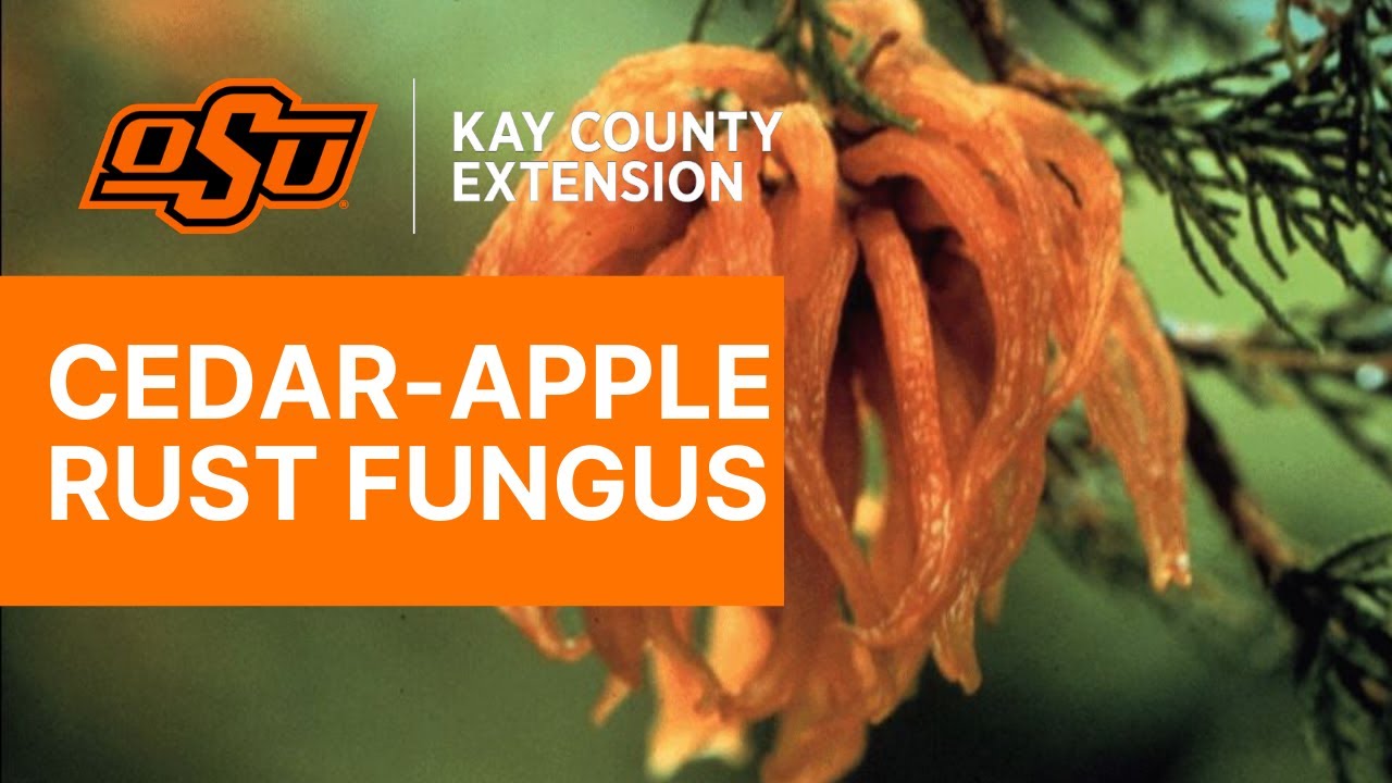 Cedar Apple Rust - Kay County OSU Extension Field Reports - YouTube