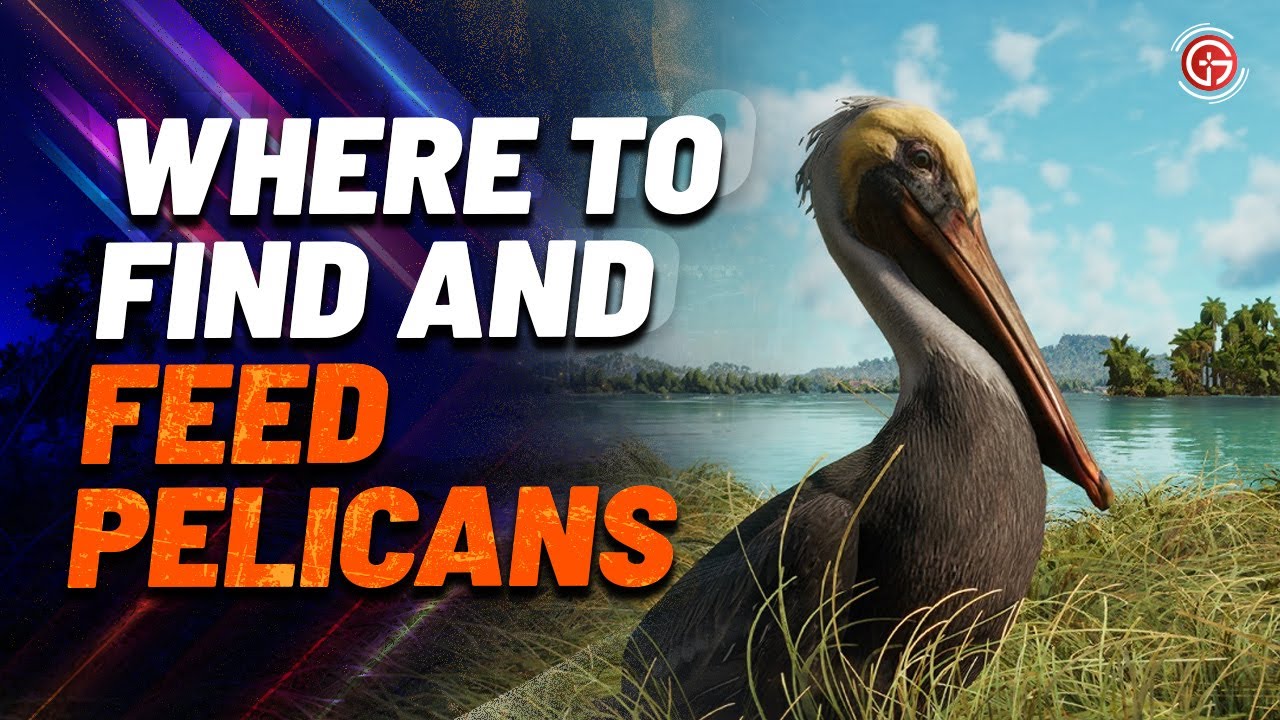 How To Feed Pelicans & Where To Find Them In Far Cry 6? - YouTube