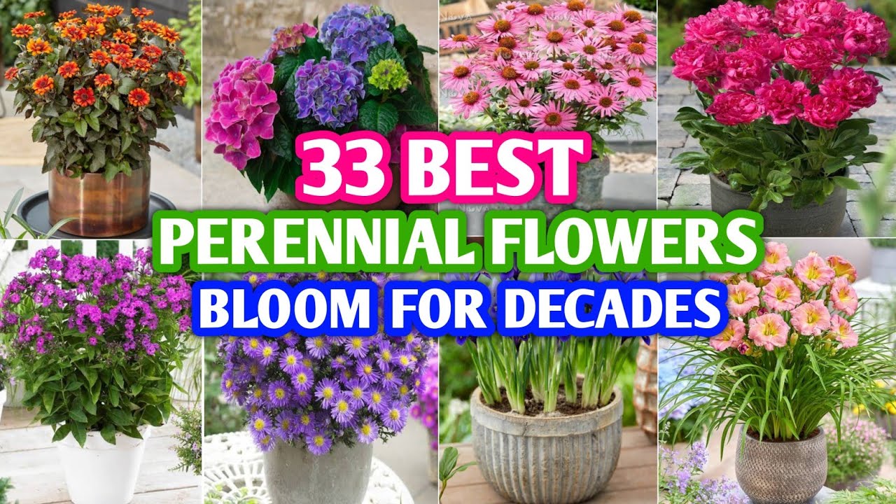 33 Perennial Flowers that Bloom For Decades | Long Flower Bloom ...