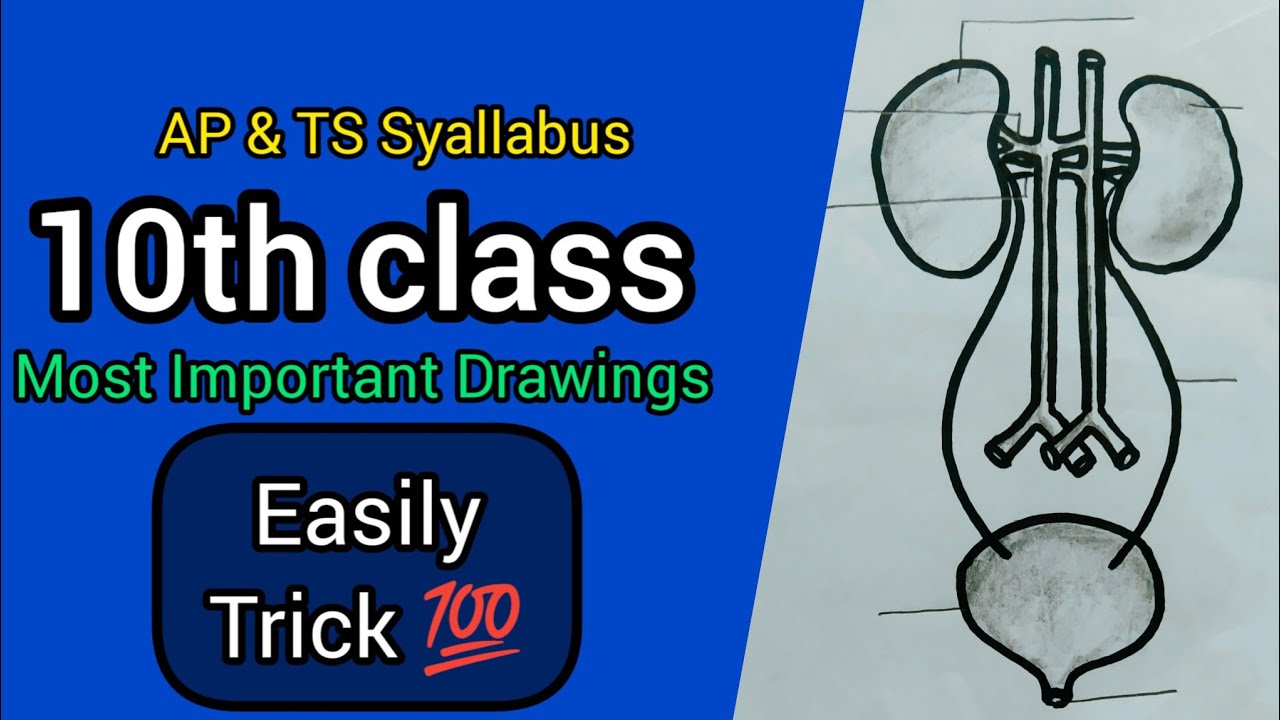 Howtodraw Easy Human kidney||urine system / drawing /stepbystep ...