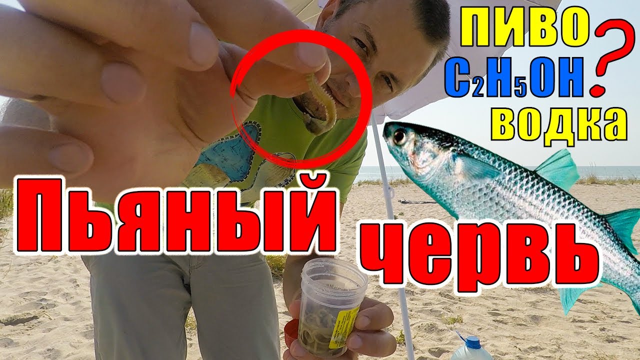 ЧЕРВЬ для ПЕЛЕНГАСА, ХРАНЕНИЕ червяка НЕРЕИС для пиленгаса ...