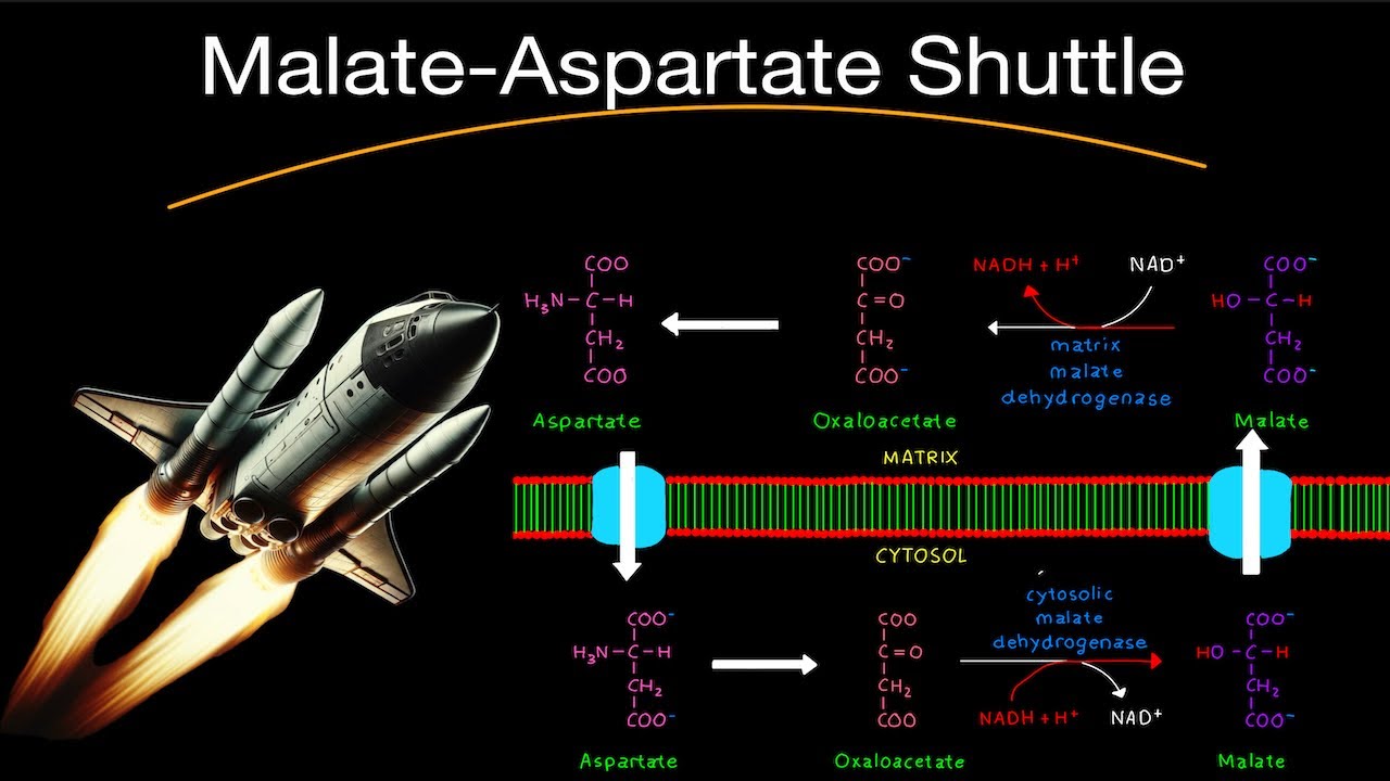 Biochemistry: Malate-Aspartate Shuttle (EASIEST EXPLANATION!) - YouTube