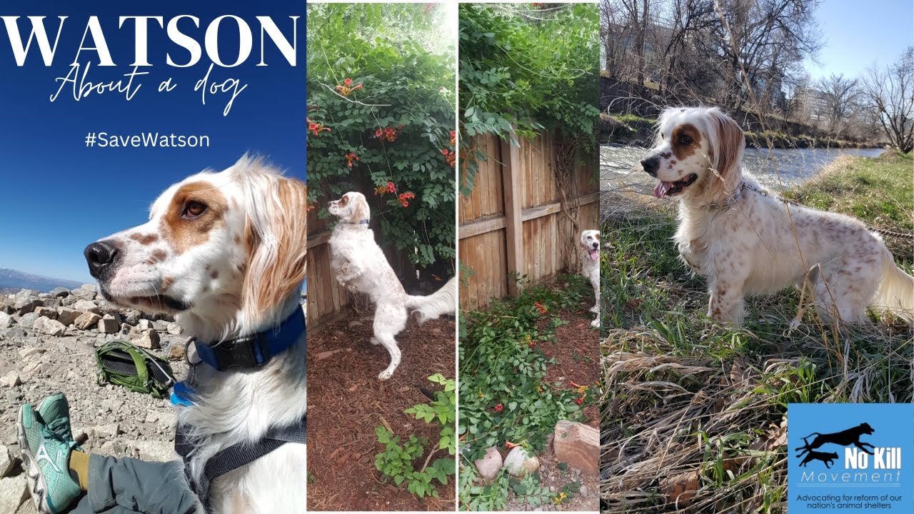 No Kill in Motion - About a Dog Named Watson - YouTube