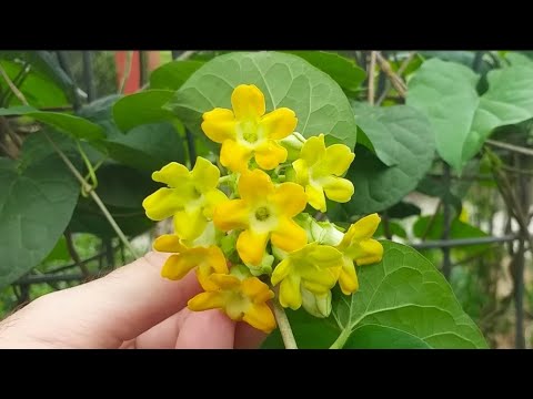 Telosma cordata (Tonkin Creeper) - YouTube