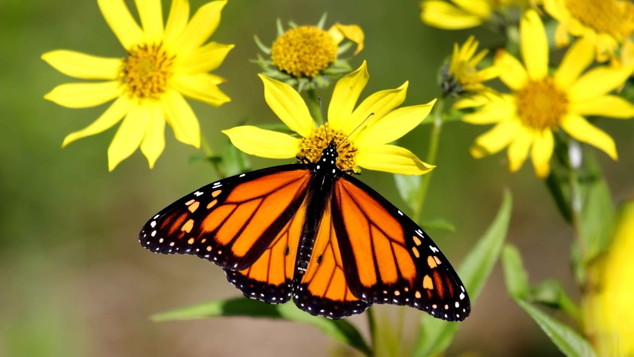 Relaxing Music, Peaceful Music, Instrumental Music, "Beautiful World ...