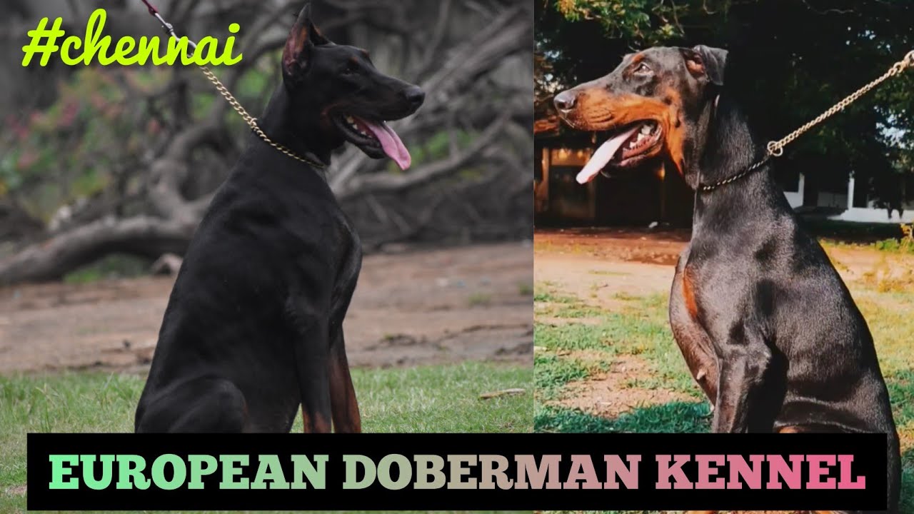 EUROPEAN DOBERMAN KENEL| DEVILS DOBERMAN | TAMIL | RAGUL RAM | - YouTube