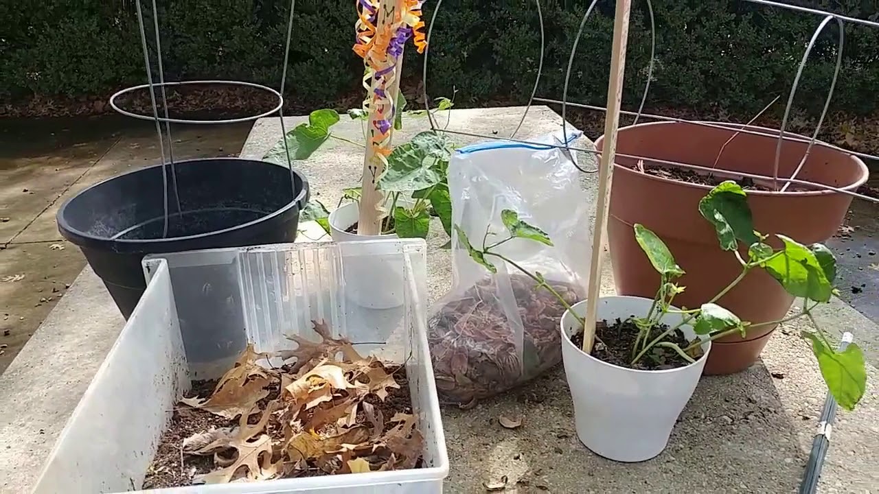Transferring Plants in Pots for Garden Club - YouTube