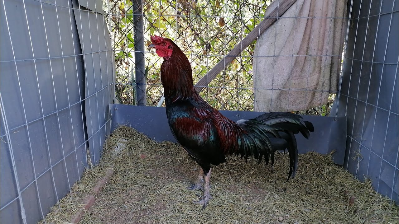 Hatch/Asil pollo de 8 meses - YouTube