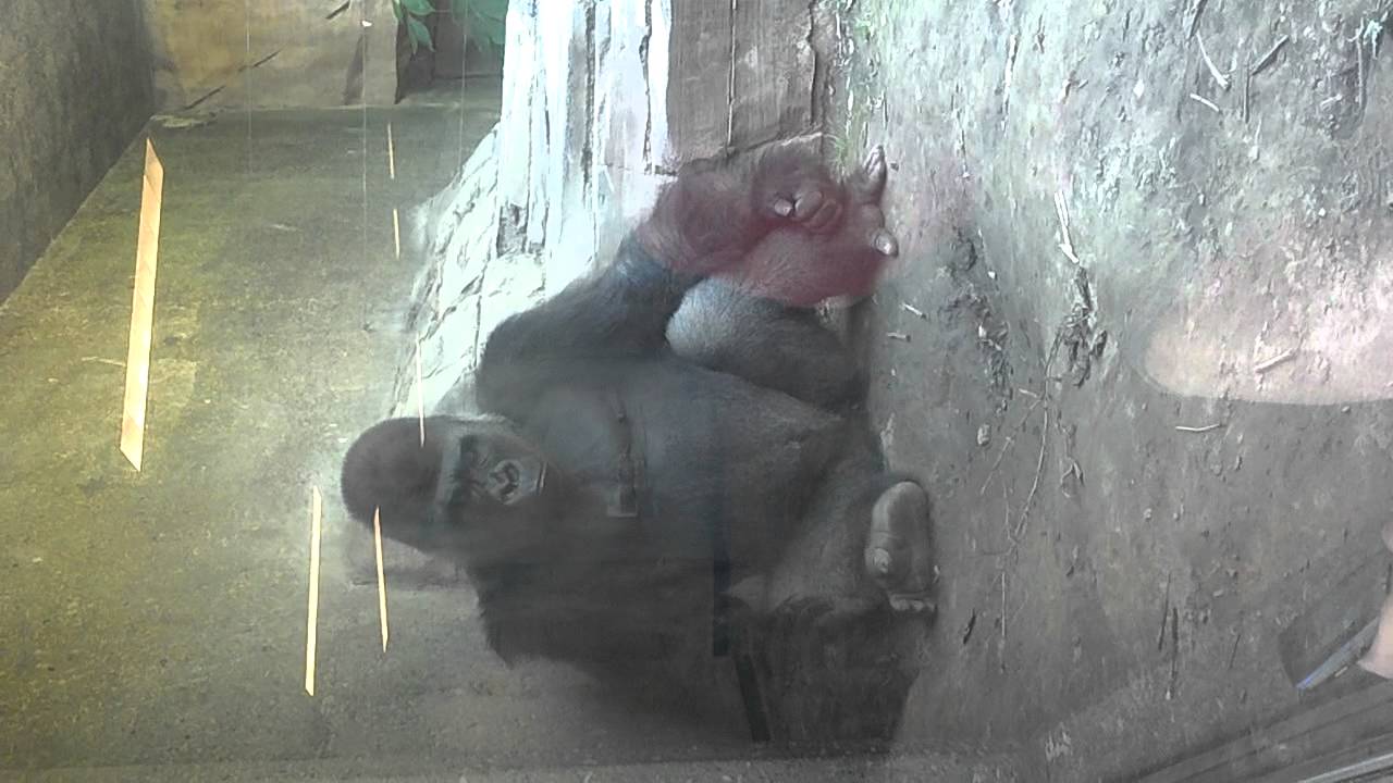 Omaha Silverback gorillas huge teeth - YouTube