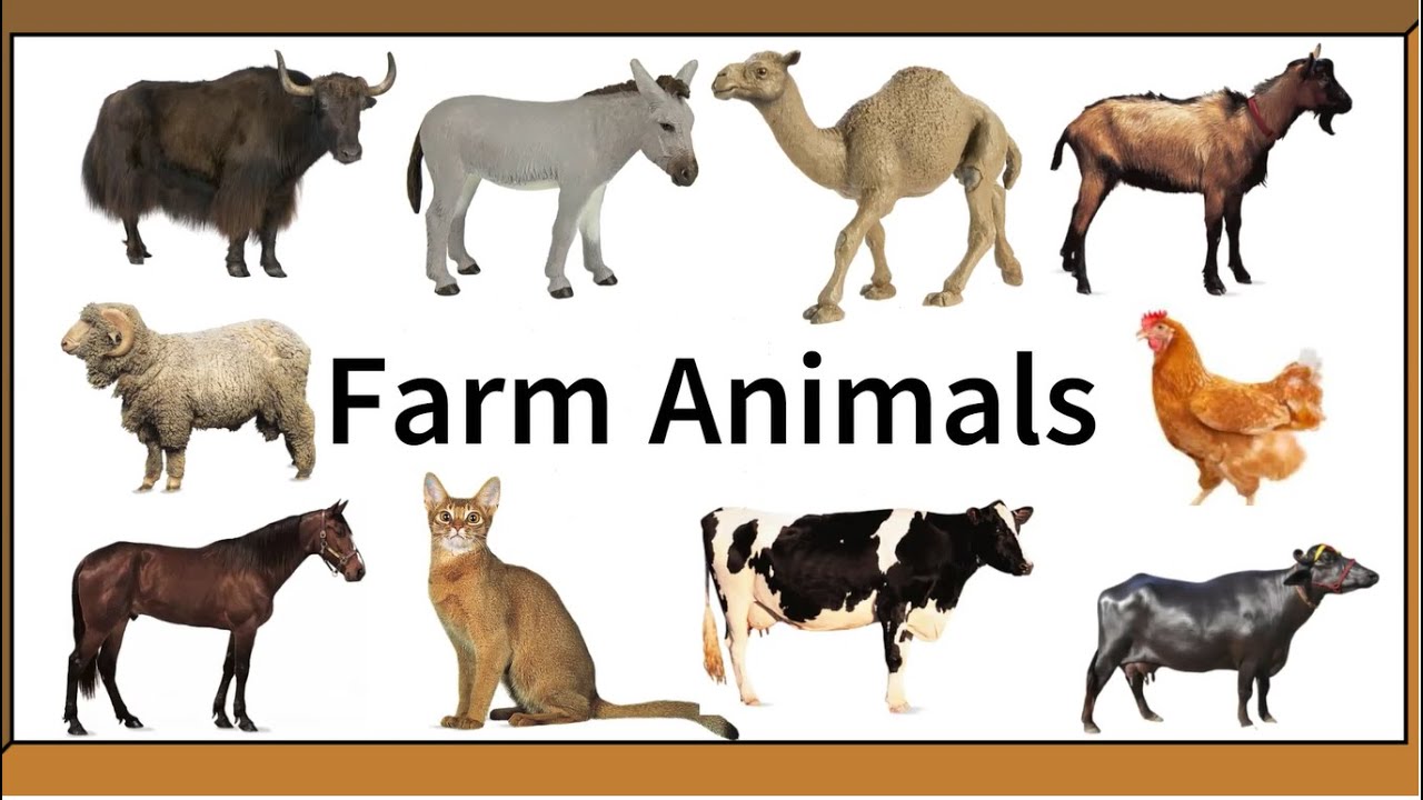 Learn Farm Animals For Kids | Domestic Barnyard Animals Names | - YouTube