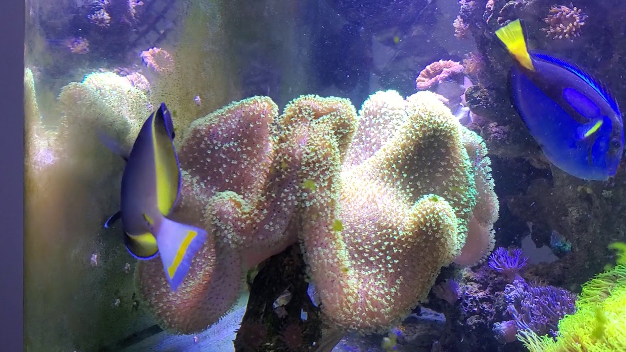 My white cheek goldrim tang - YouTube
